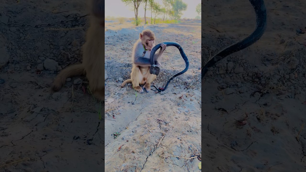 Are monkeys immune to cobra venom? the shocking truth revealed! - FotoBreak News