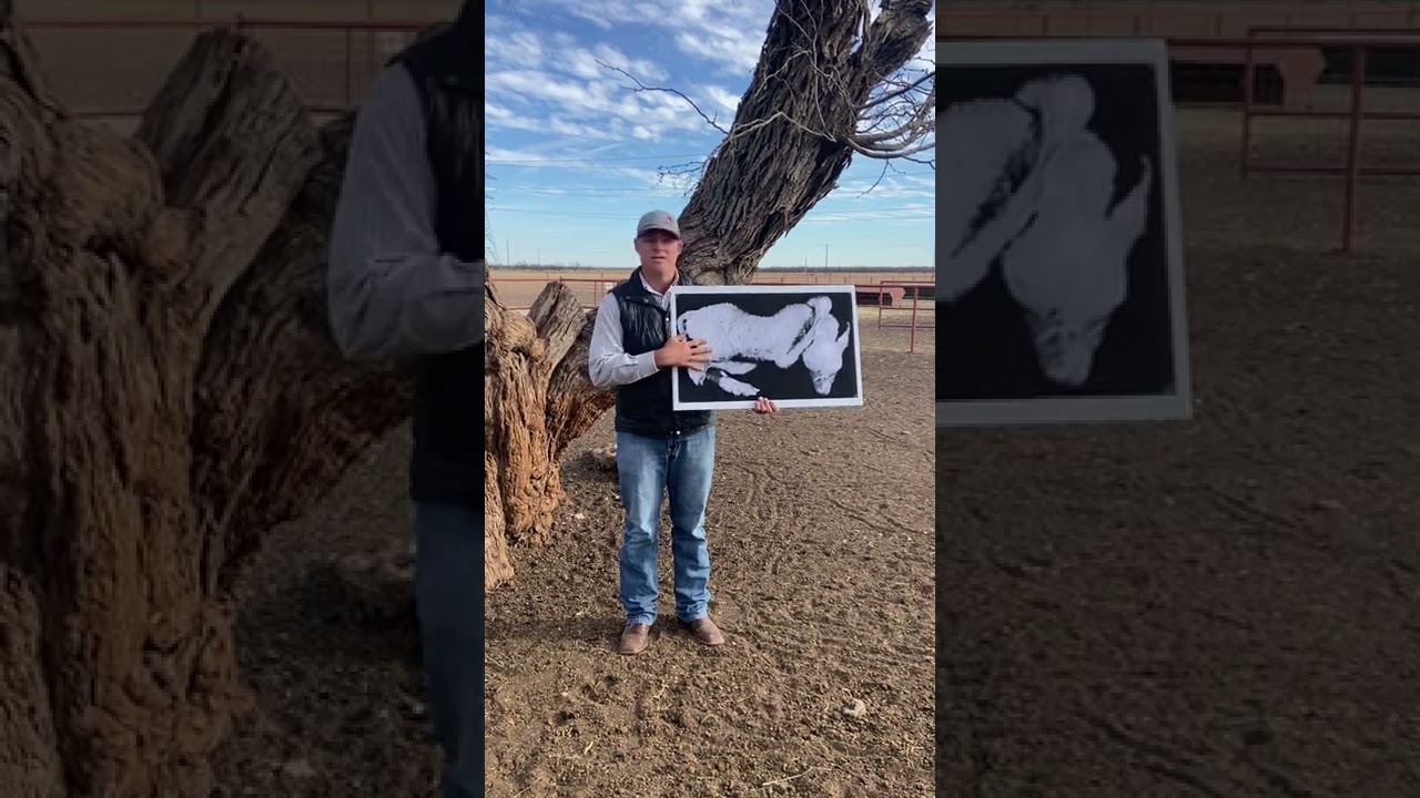 Cache valley virus: the mosquito-borne riddle that’s baffling science ...