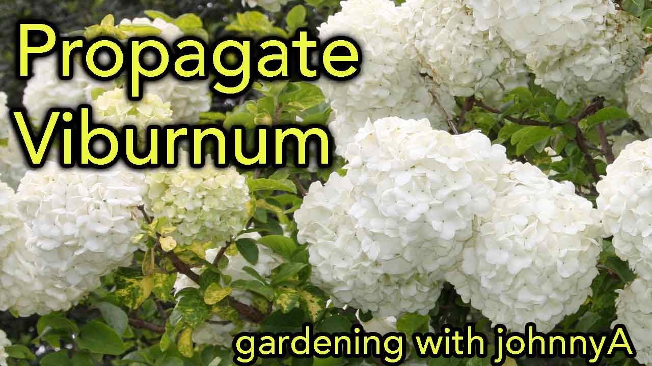 How to propagate a snowball bush: the forbidden secrets of shrub ...