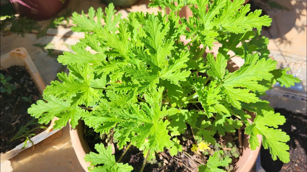 How to propagate citronella: cloning your way to a mosquito-free utopia ...