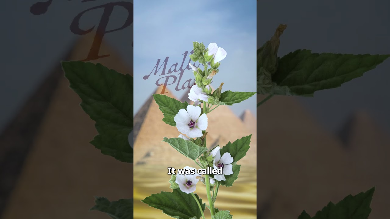 Mallow plant: the jaw-dropping saga of your garden’s undercover snack ...