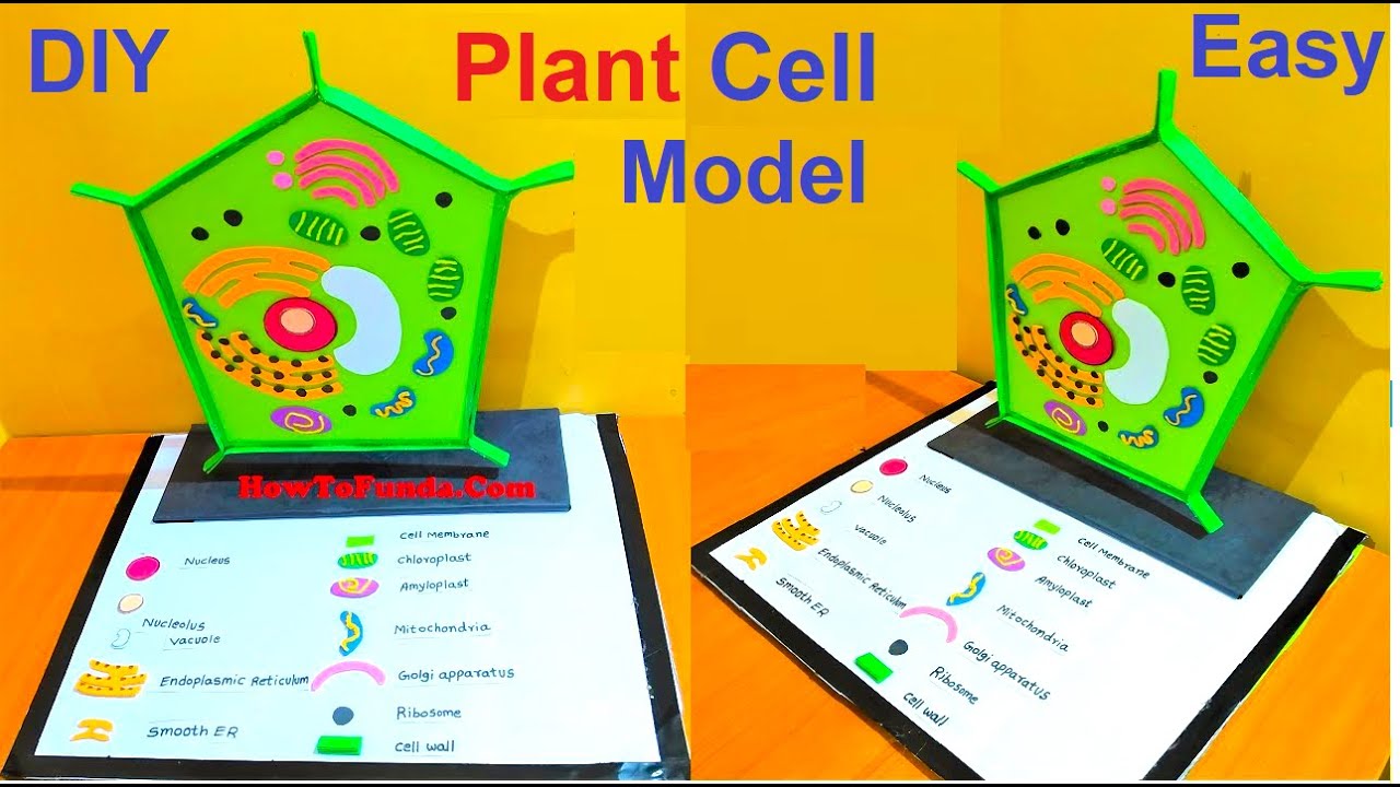 “Plant Cell Model: The Only Guide That’s Rooted in Science (and ...