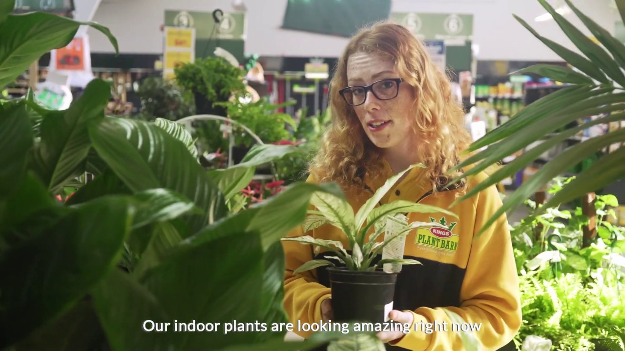 Plant barn st lukes: succulent speakeasies, cactus cabarets and why ...