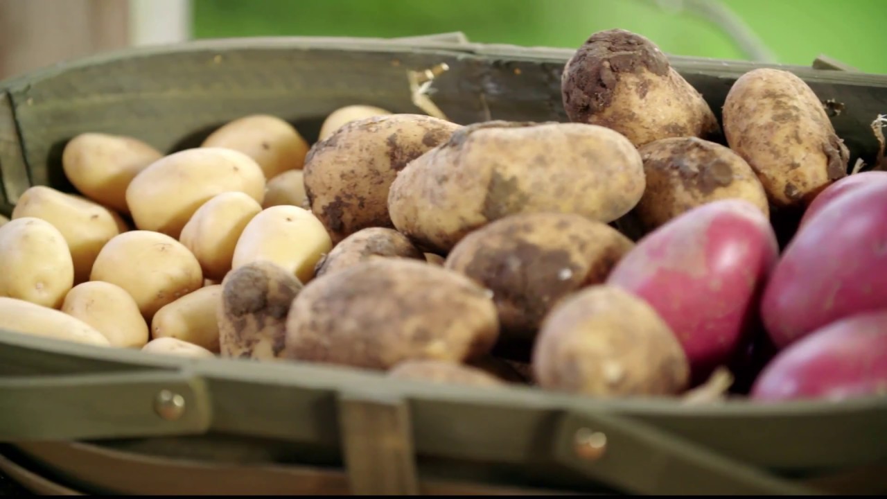 Spud-tacular Timing: When to Plant Potatoes in NZ for a Harvest So Good ...
