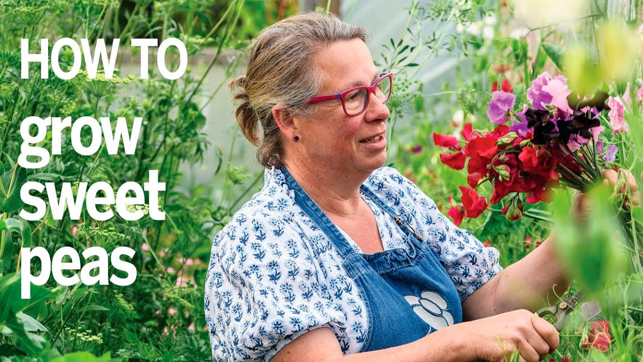 “Planting Sweet Peas in NZ: The Secret Timing That’ll Make Your Garden ...